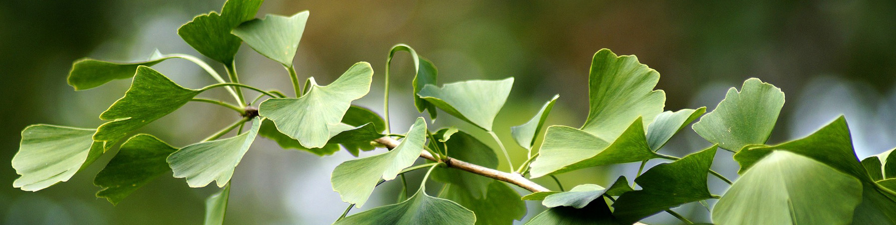 Select These Plants for Water Conservation